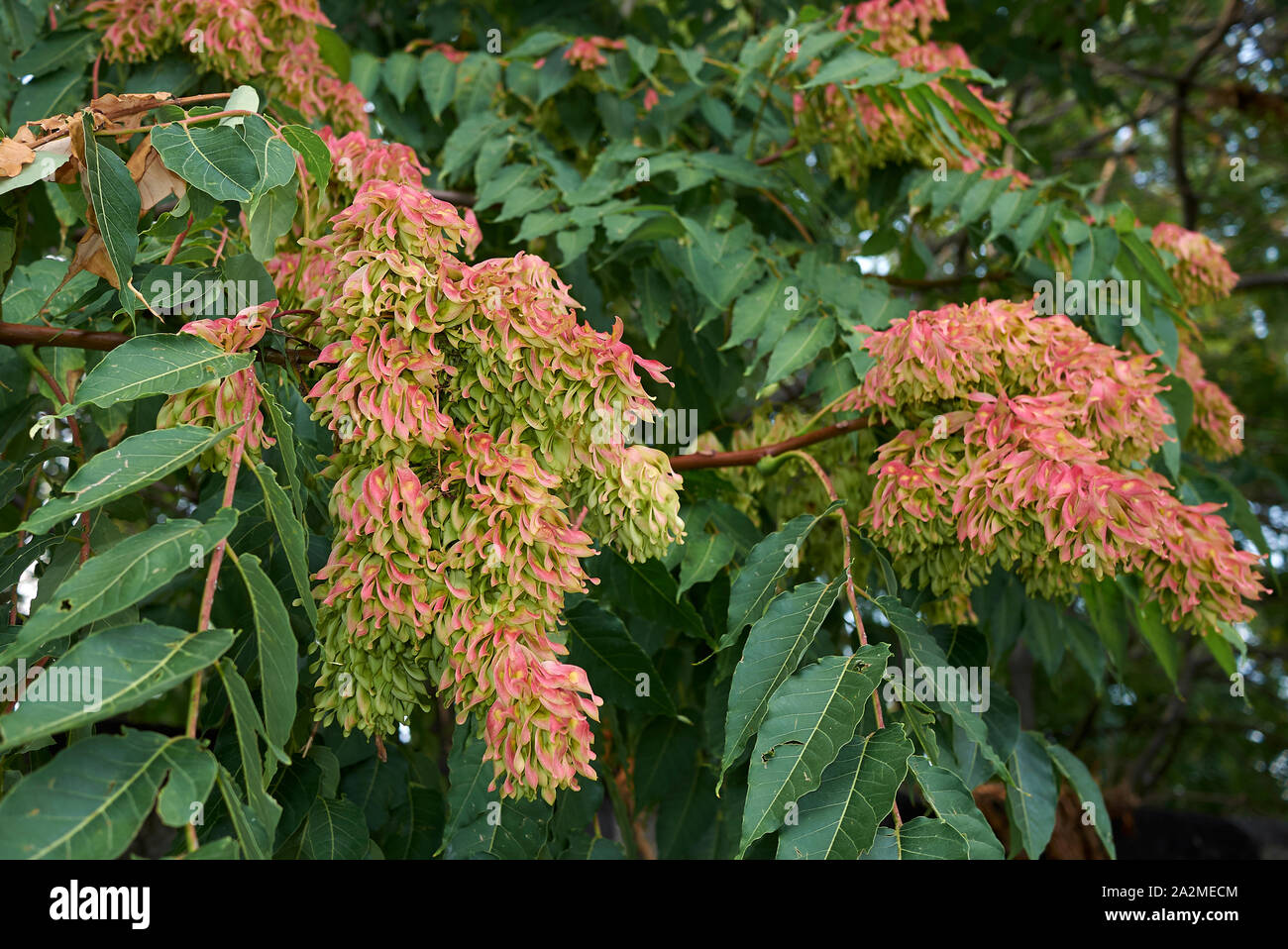 Ailanthus altissima Stock Photo - Alamy