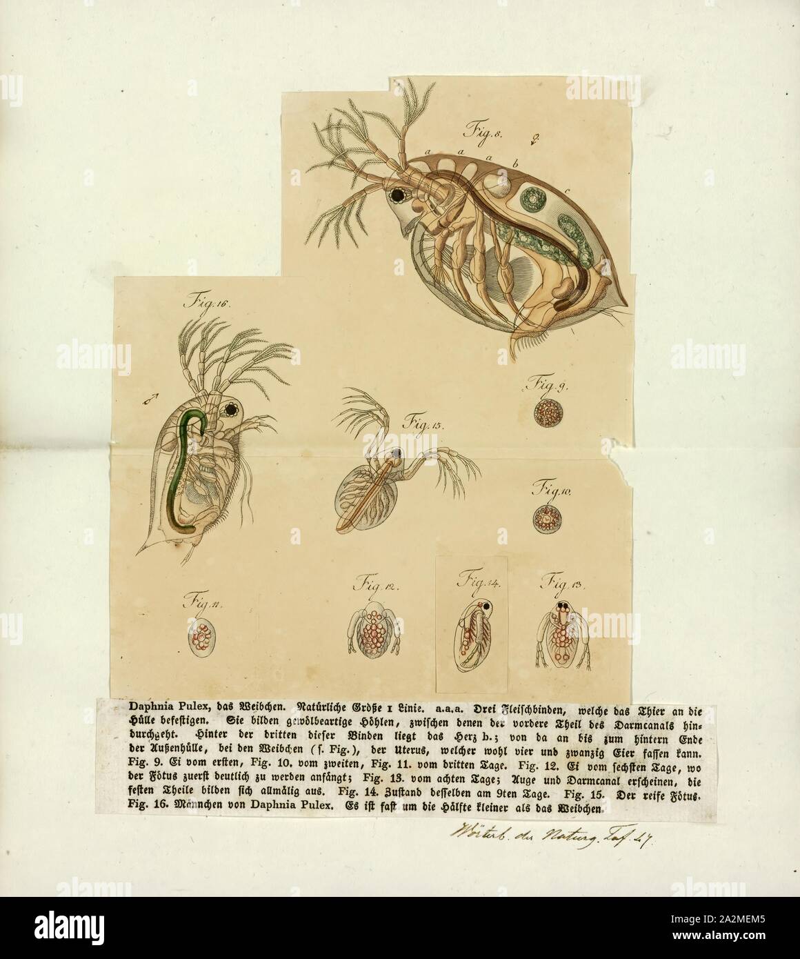 Daphnia pulex hi-res stock photography and images - Alamy