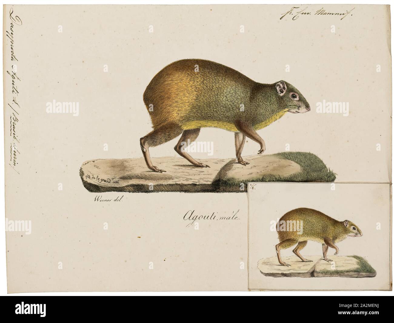 Agouti dasyprocta leporina hi-res stock photography and images - Alamy