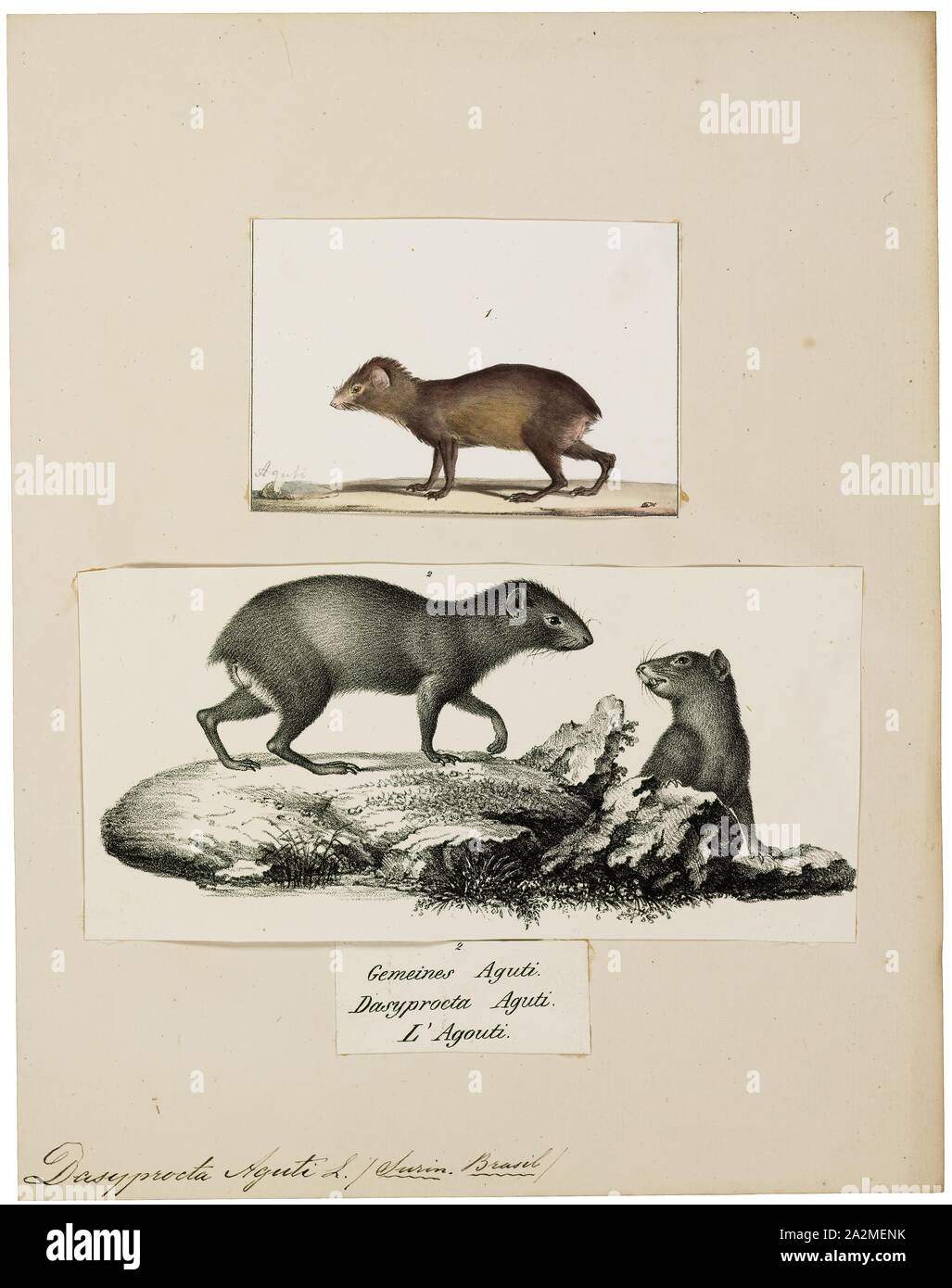 Golden rumped agoutis hi-res stock photography and images - Alamy