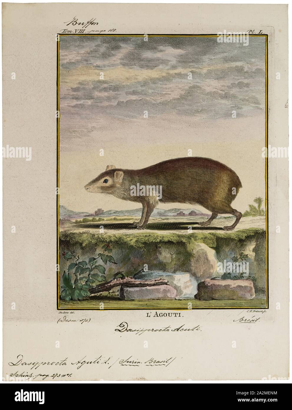 Agouti dasyprocta leporina hi-res stock photography and images - Alamy