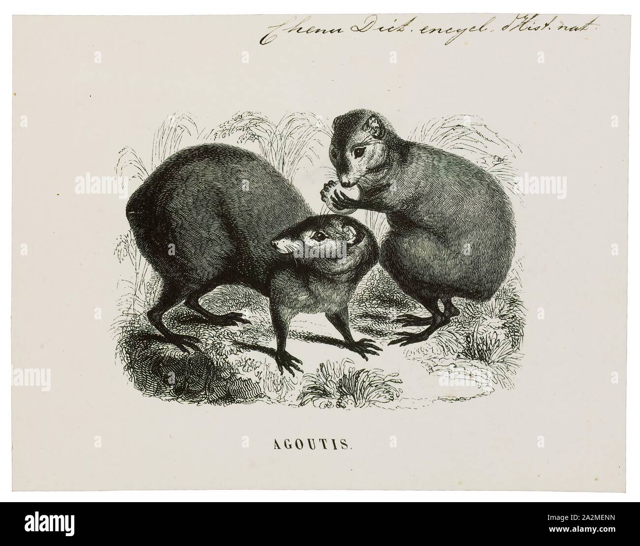 Agouti dasyprocta leporina hi-res stock photography and images - Alamy