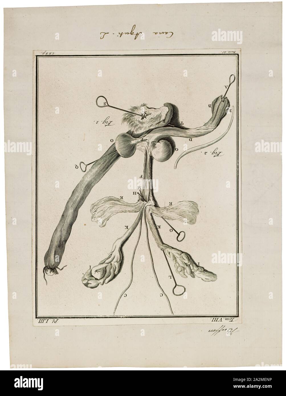 Golden rumped agouti hi-res stock photography and images - Alamy