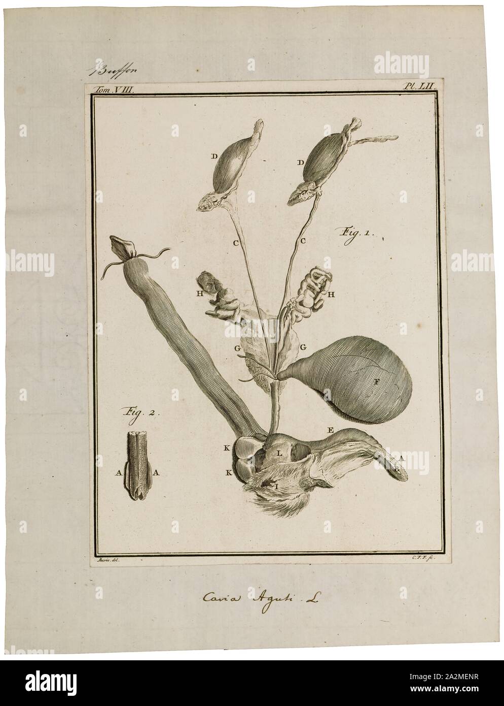 Agouti dasyprocta leporina hi-res stock photography and images - Alamy