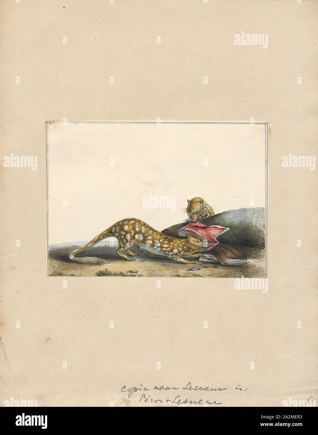 Dasyure hi-res stock photography and images - Alamy