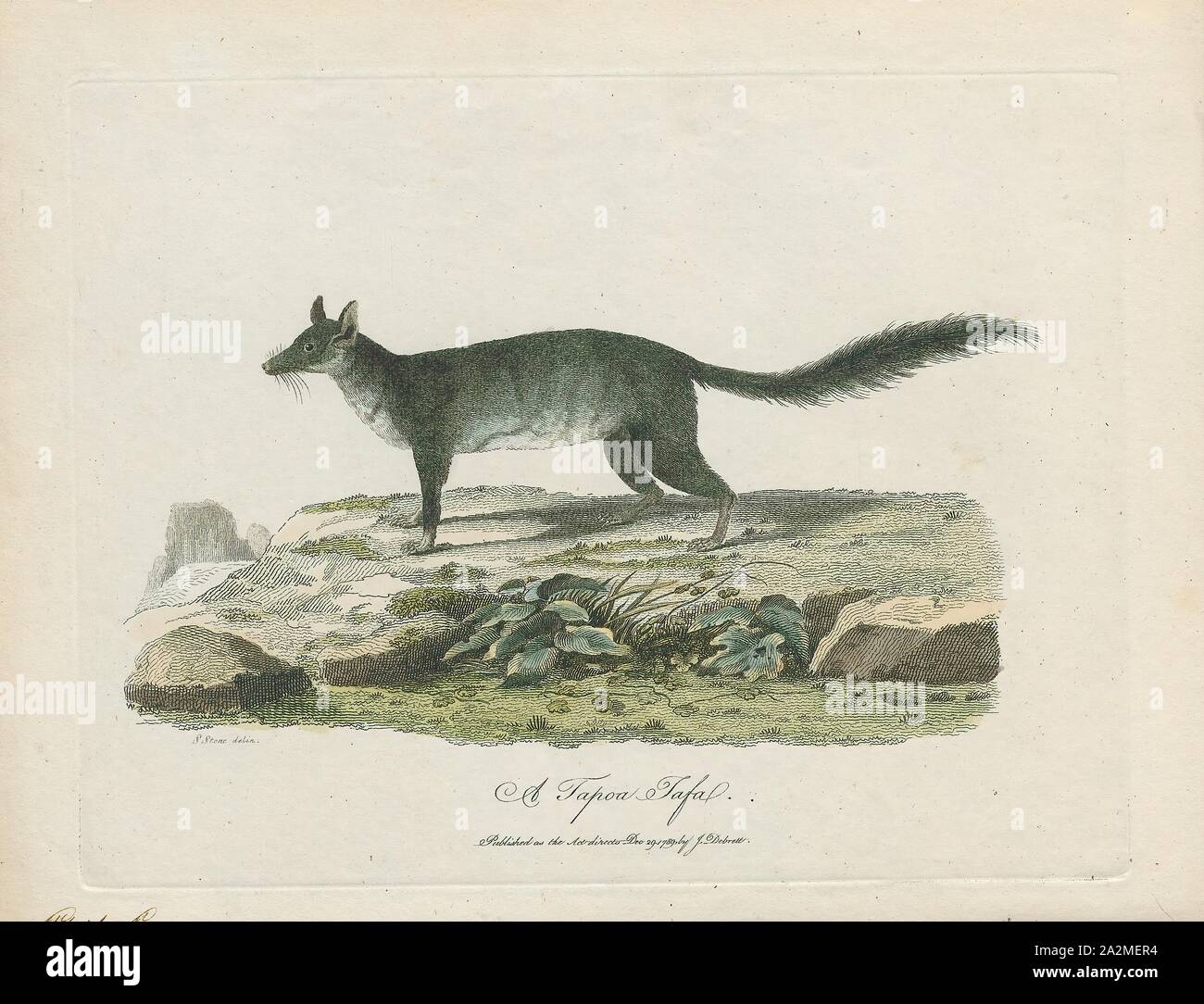 Quoll mating hi-res stock photography and images - Alamy