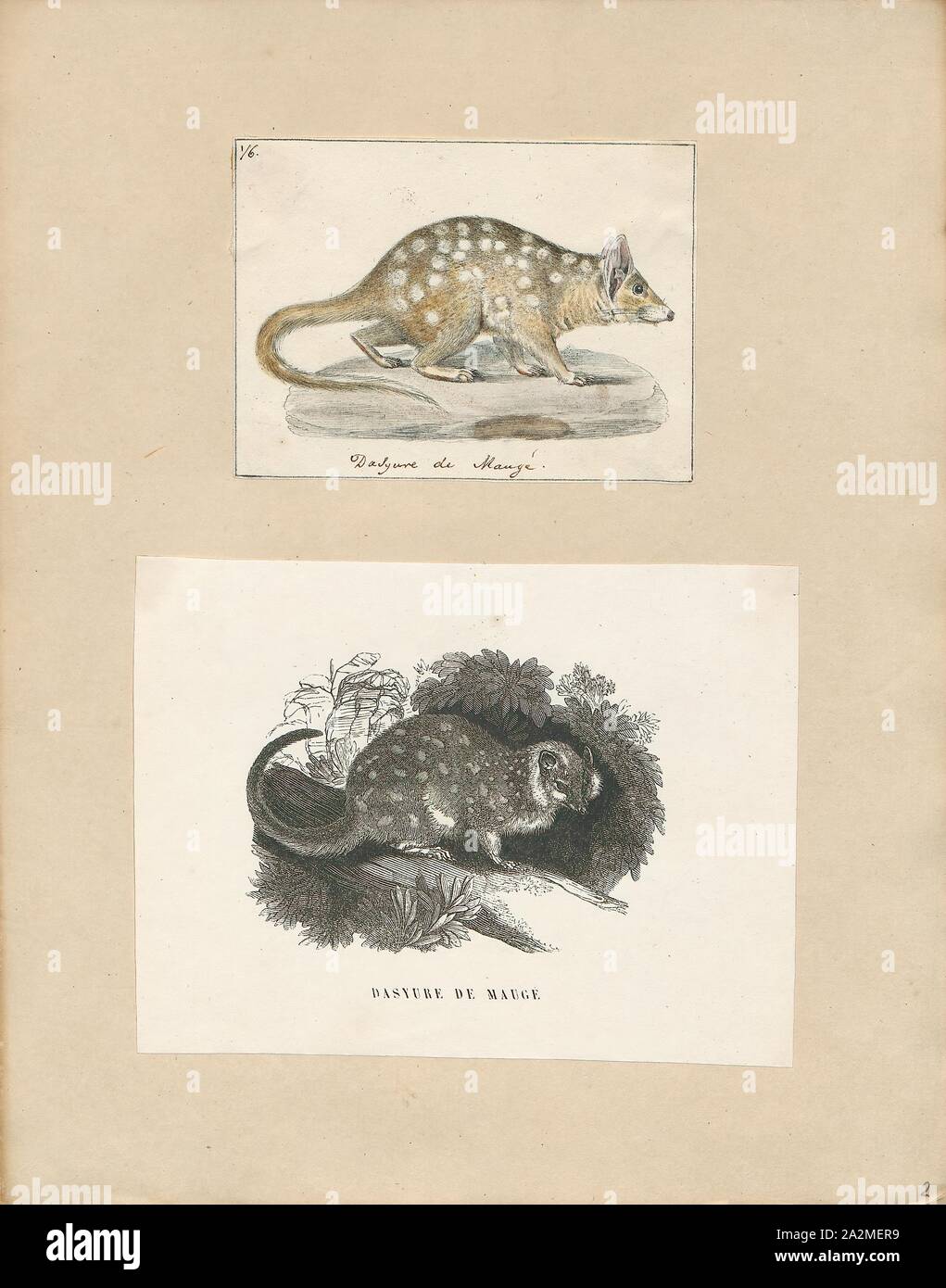 One of six quoll species hi-res stock photography and images - Alamy