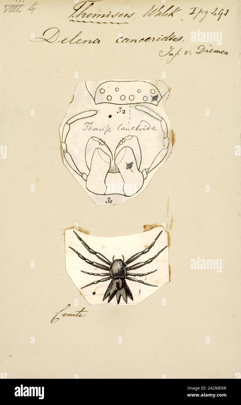 Delena, Print, Delena is a small genus of huntsman spiders occurring in ...