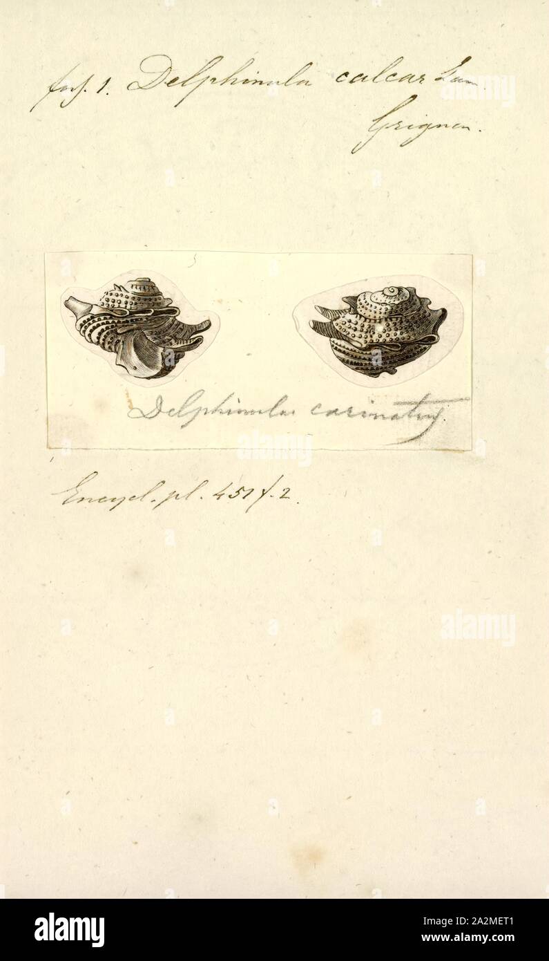 Calcar hi-res stock photography and images - Alamy