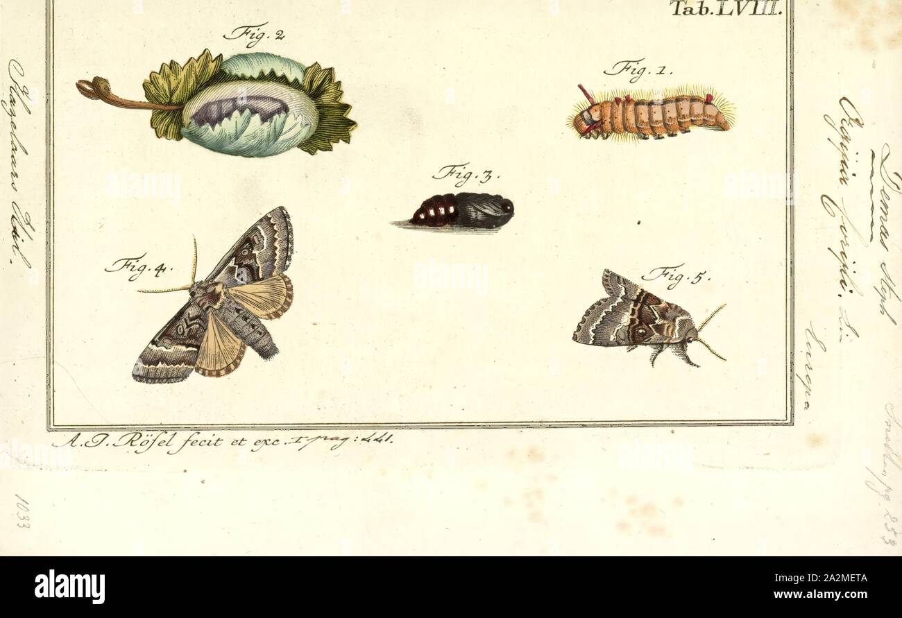 Demas hi-res stock photography and images - Alamy