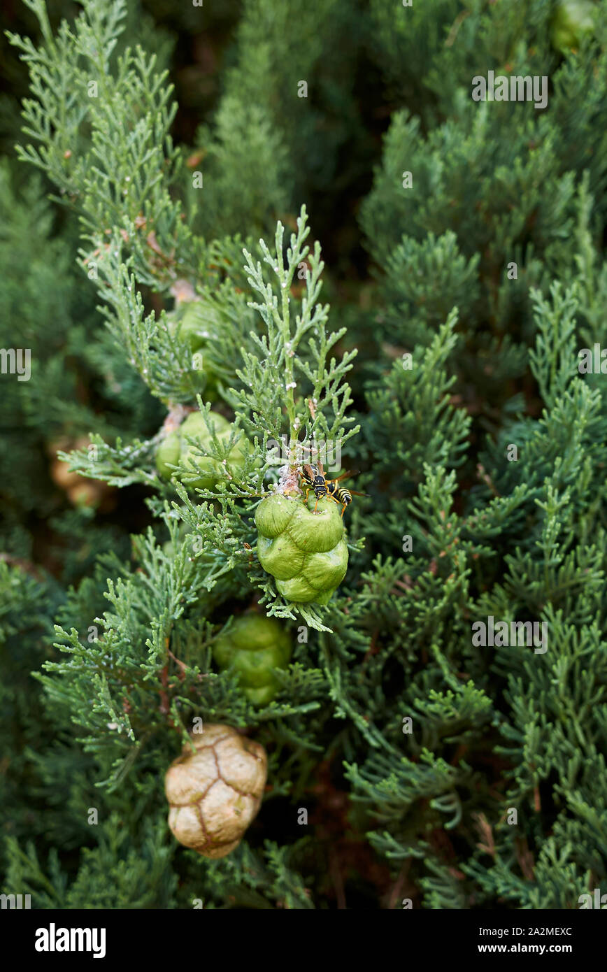 fresh cones of Cupressus sempervirens tree Stock Photo - Alamy