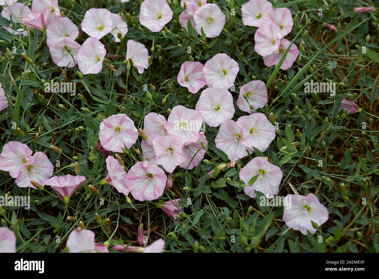 Convolvulus arvensis whith pink and white flowers Stock Photo - Alamy