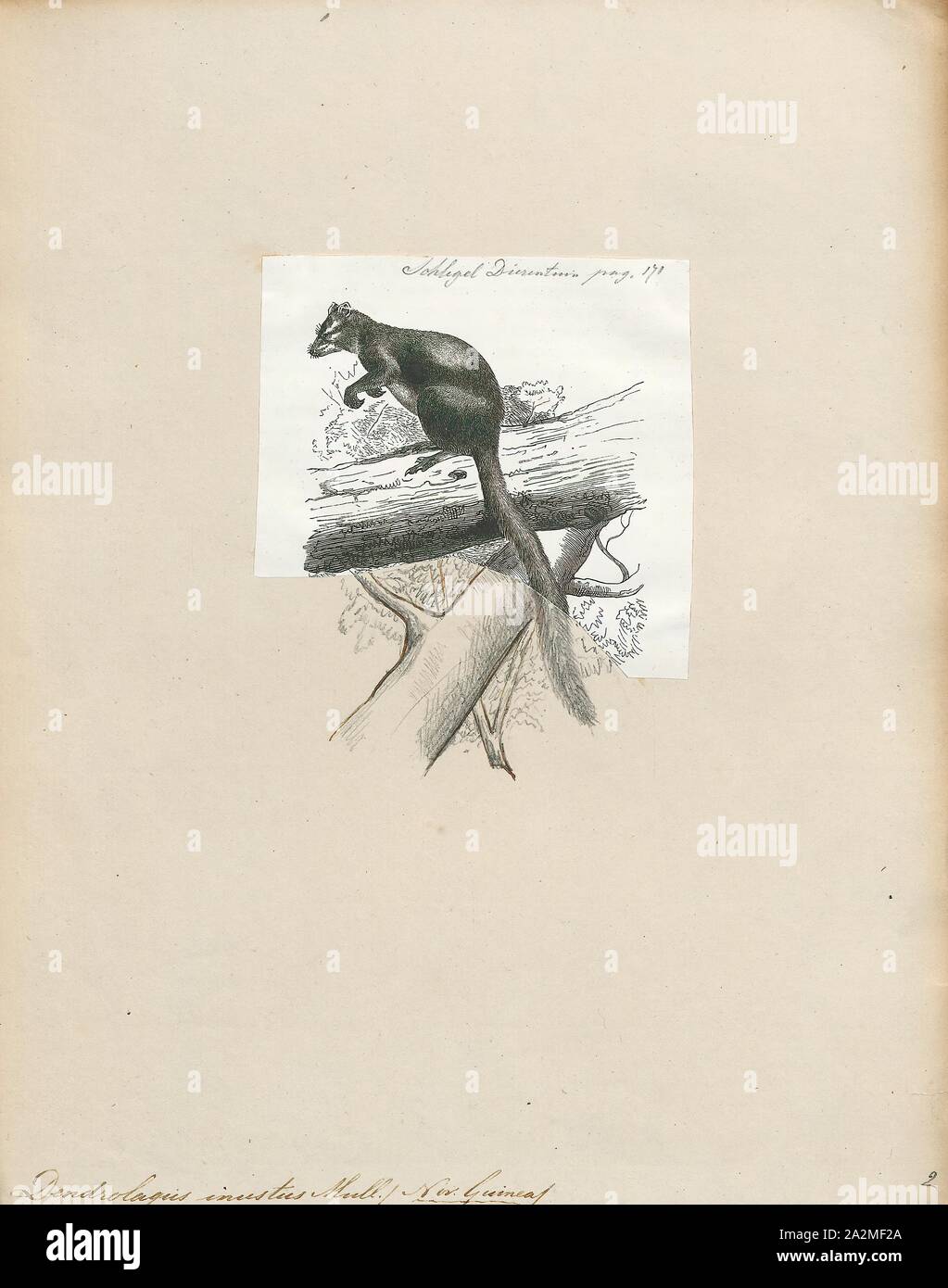 Dendrolagus inustus, Print, The grizzled tree-kangaroo (Dendrolagus ...