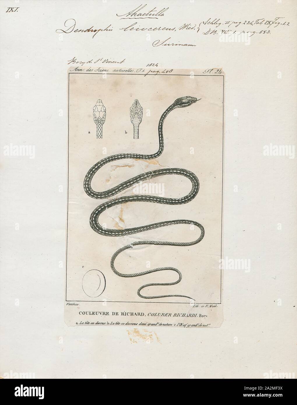 Dendrophis hi-res stock photography and images - Alamy