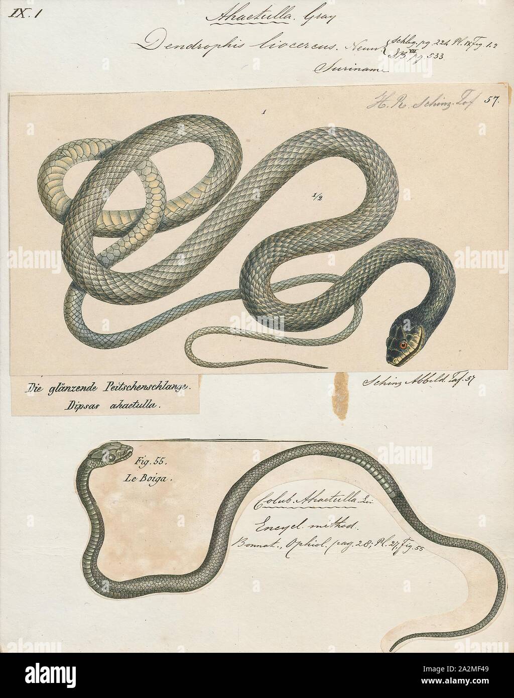 Dendrophis liocercus, Print, Dendrelaphis, Dendrelaphis is a genus of ...