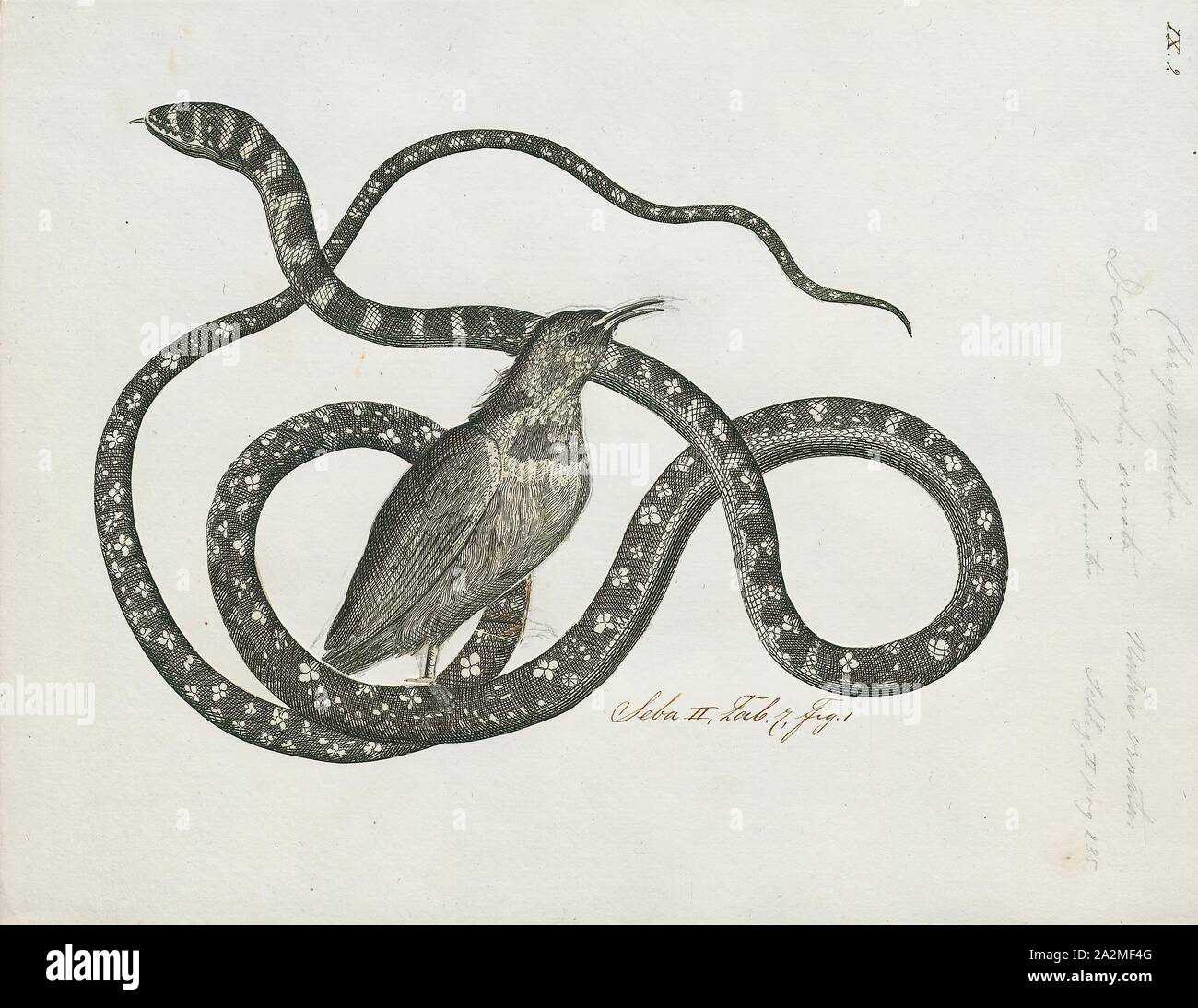 Dendrophis ornata hi-res stock photography and images - Alamy