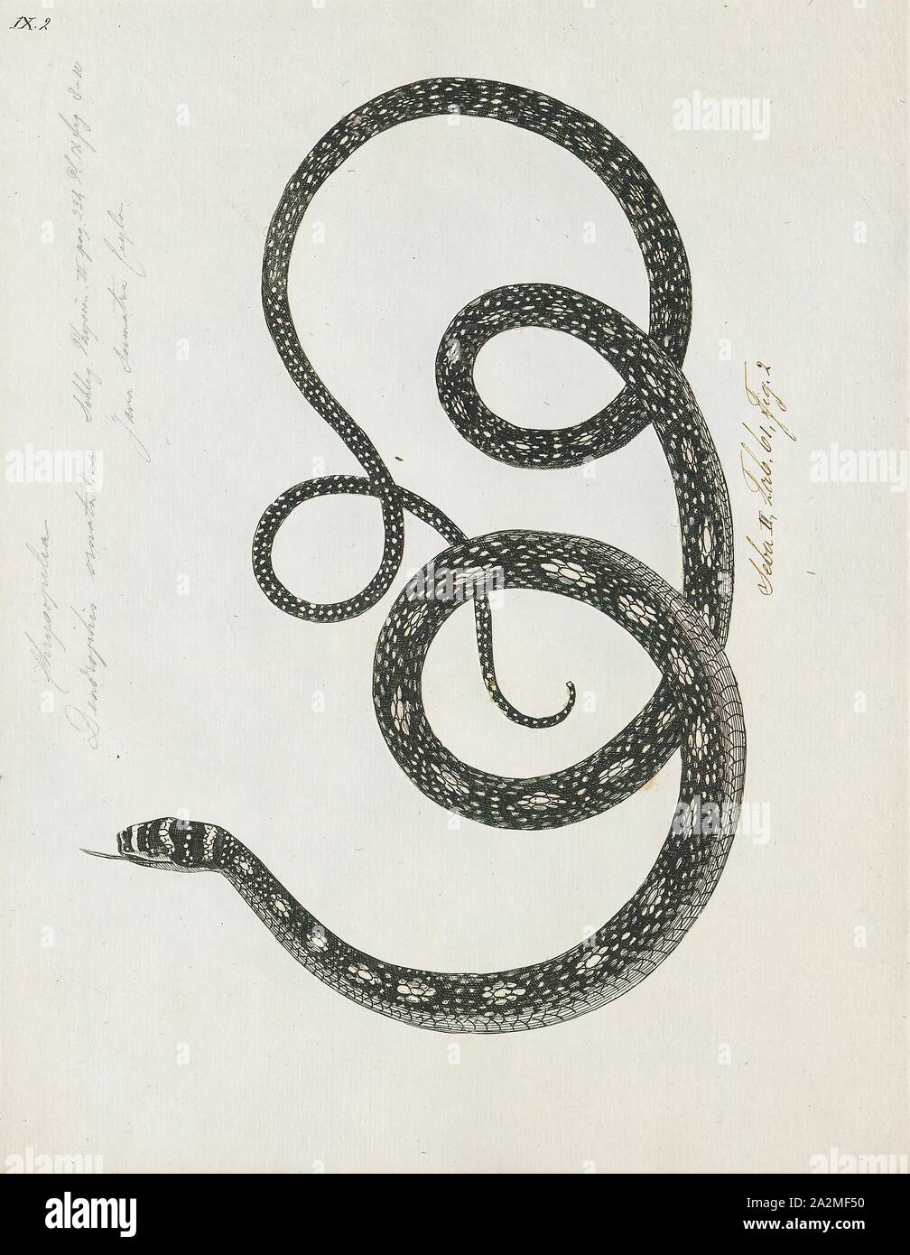 Dendrophis ornata hi-res stock photography and images - Alamy