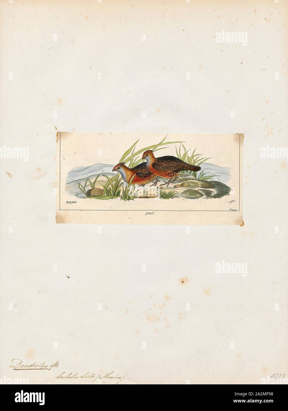 Bearded wood partridge hi-res stock photography and images - Alamy