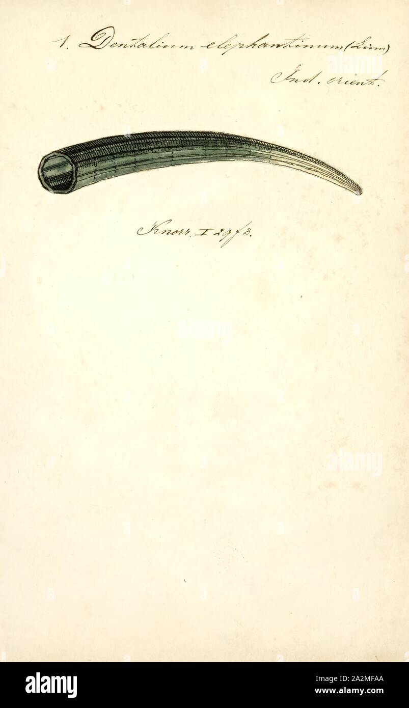 Dentalium elephantinum, Print, Dentalium elephantinum, the elephant ...