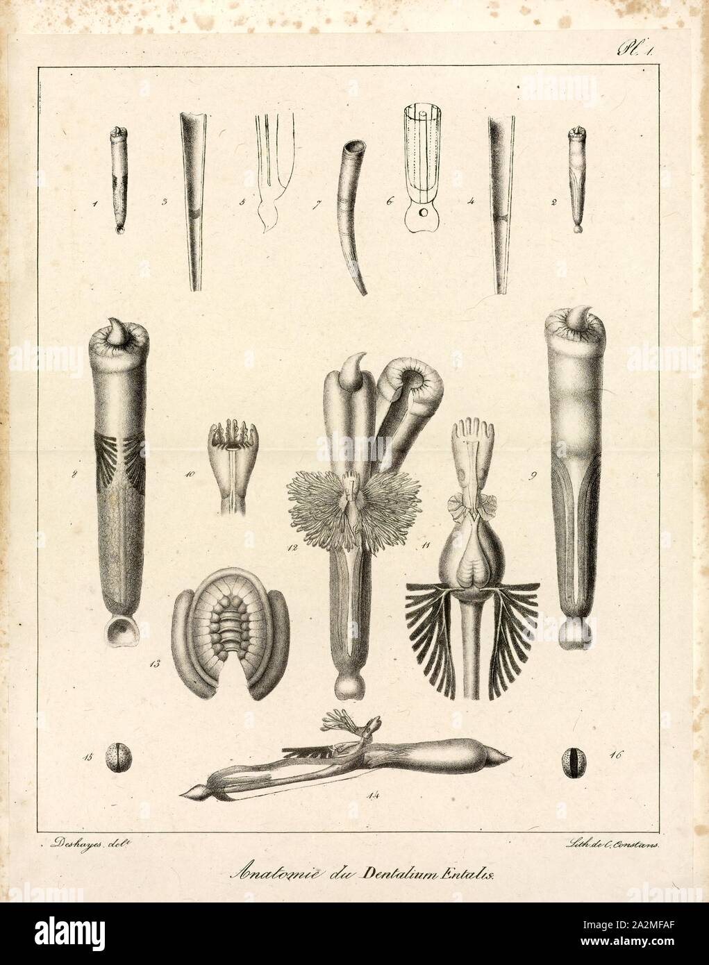 Dentalium entalis hi-res stock photography and images - Alamy