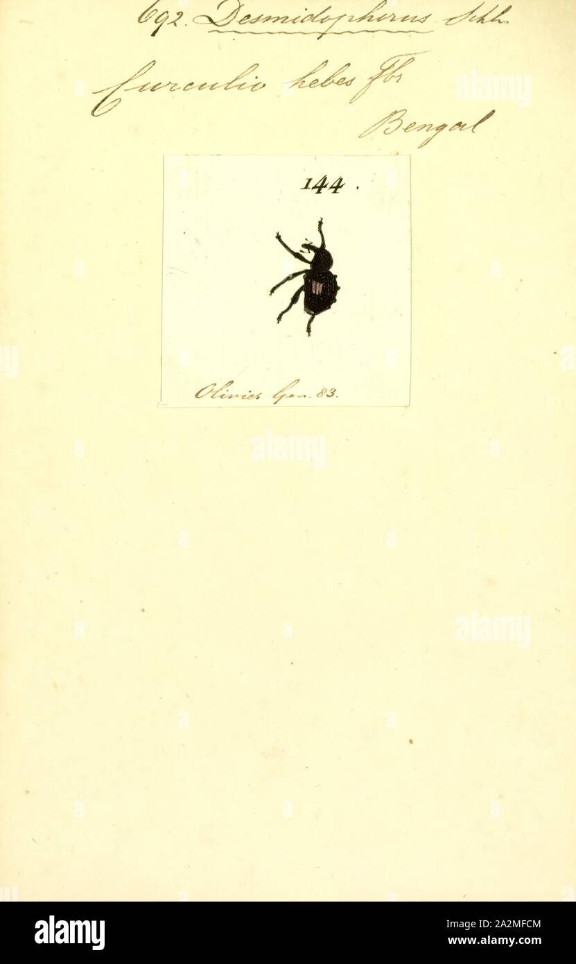 Desmidophorus, Print, Desmidophorus is a genus of weevils in the family ...