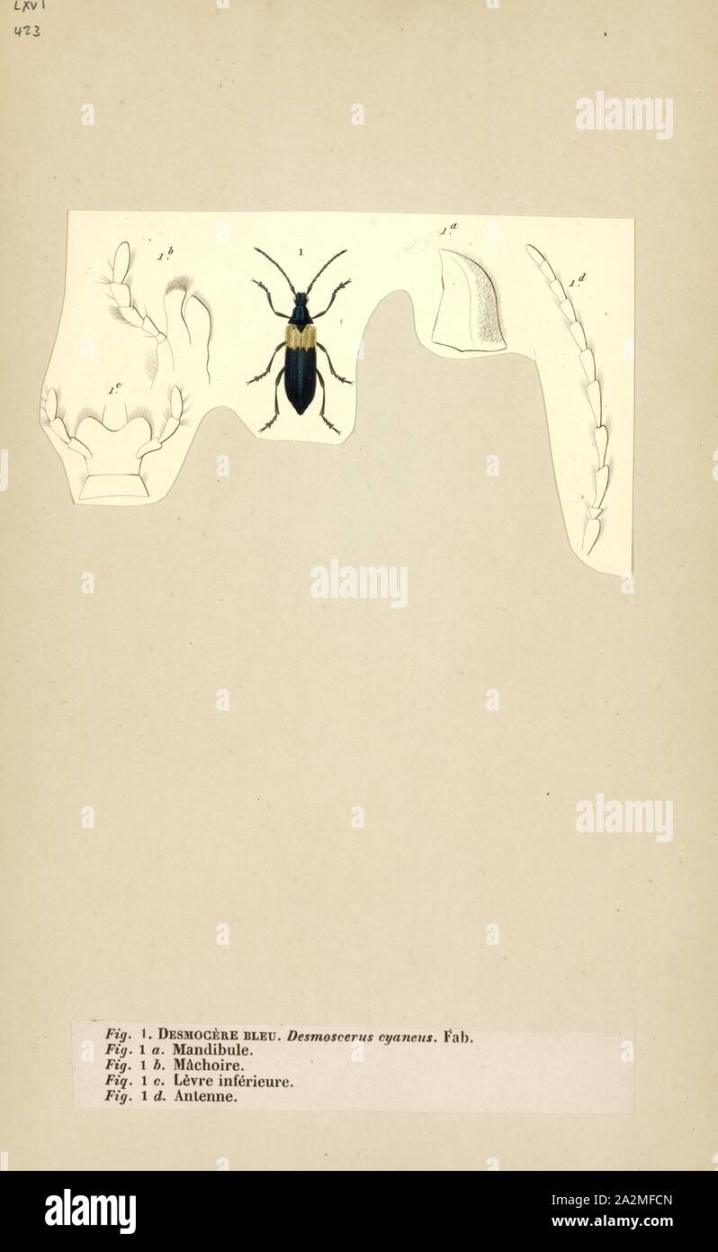 Desmocerus hi-res stock photography and images - Alamy