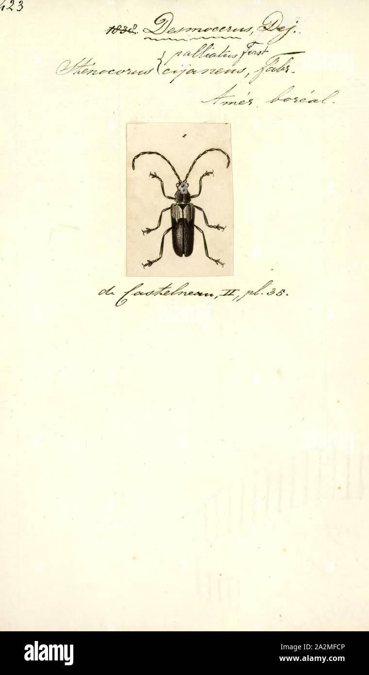 Desmocerus hi-res stock photography and images - Alamy