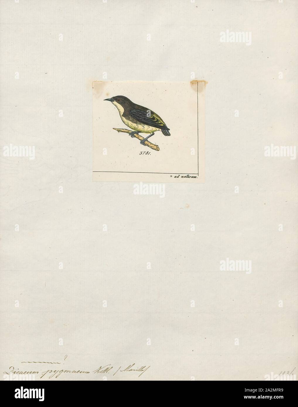 Dicaeum pygmaeum, Print, The pygmy flowerpecker (Dicaeum pygmaeum) is a ...