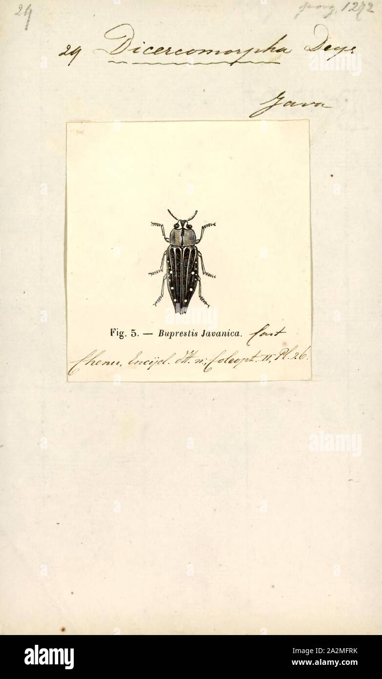 Dicercomorpha, Print, Dicercomorpha is a genus of beetles in the family ...