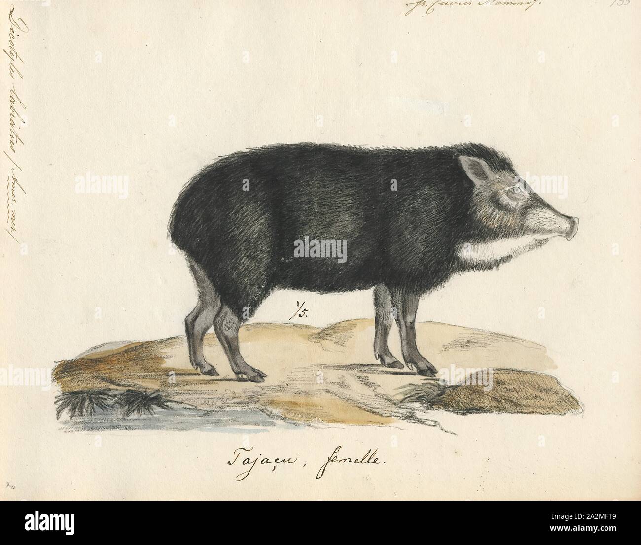 Labiatus hi-res stock photography and images - Alamy