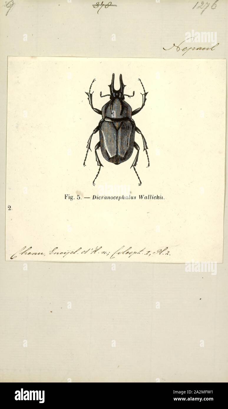 Dicranocephalus, Print, Dicranocephalus is the sole genus of true bugs ...
