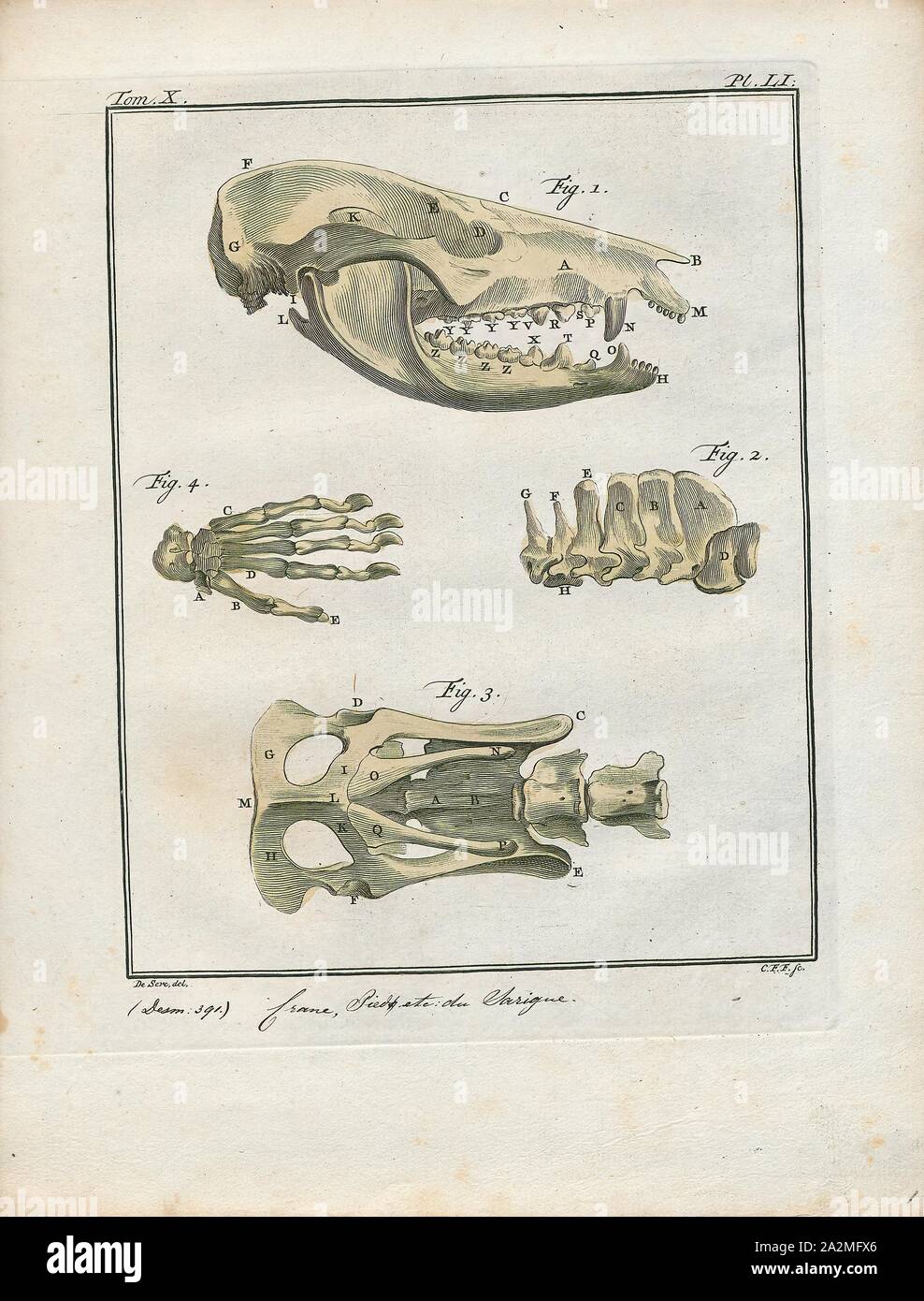 Opossum Skull Anatomy