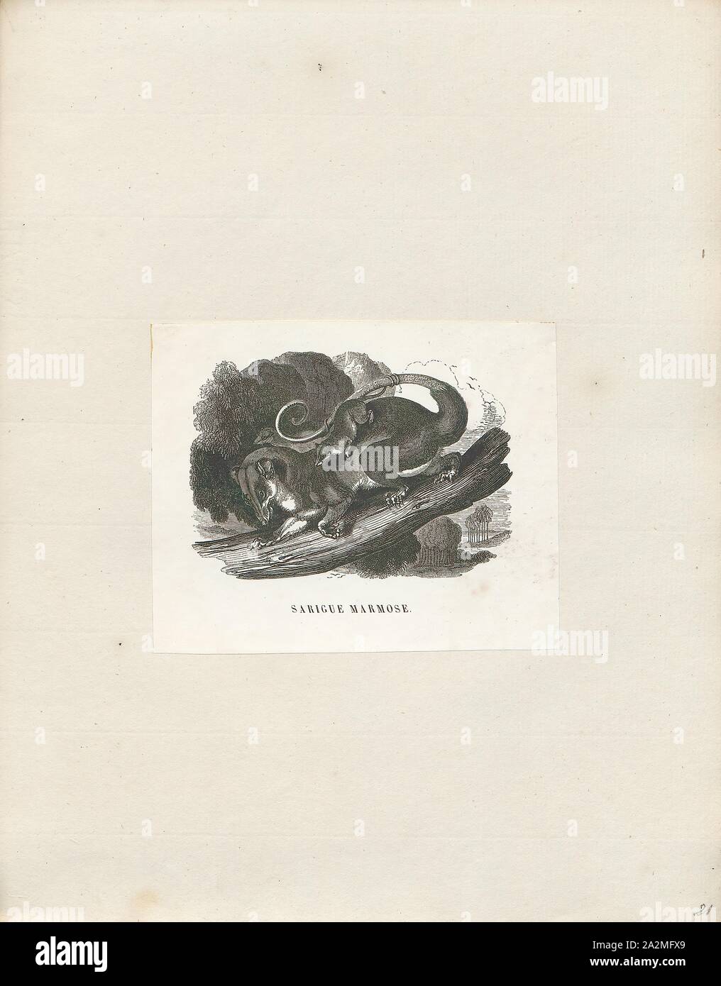 Murina hi-res stock photography and images - Alamy