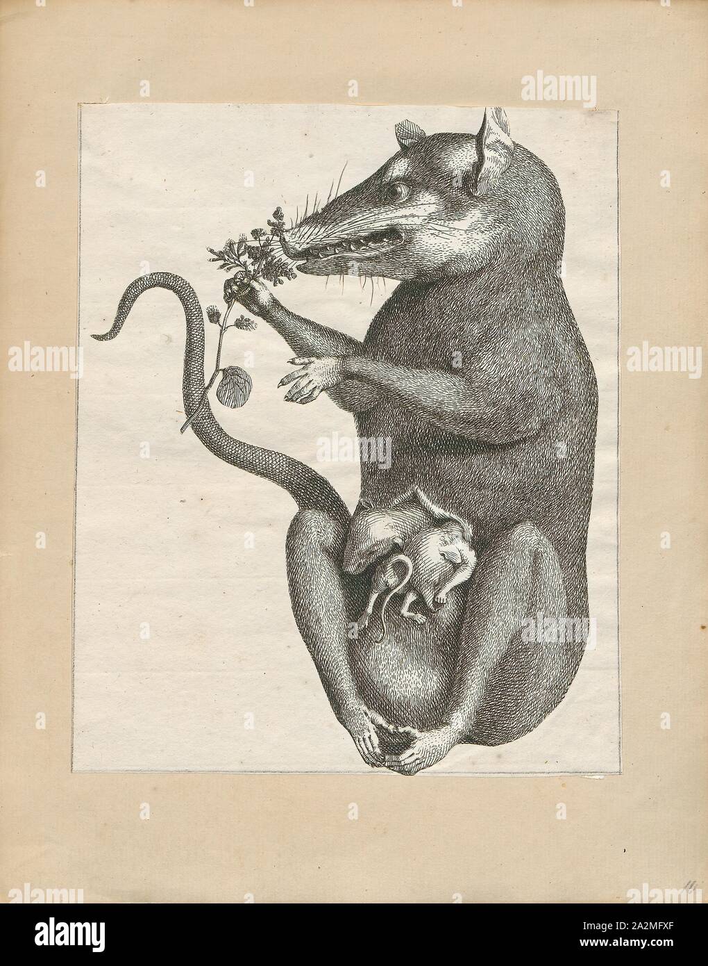 Largest marsupial species hi-res stock photography and images - Alamy