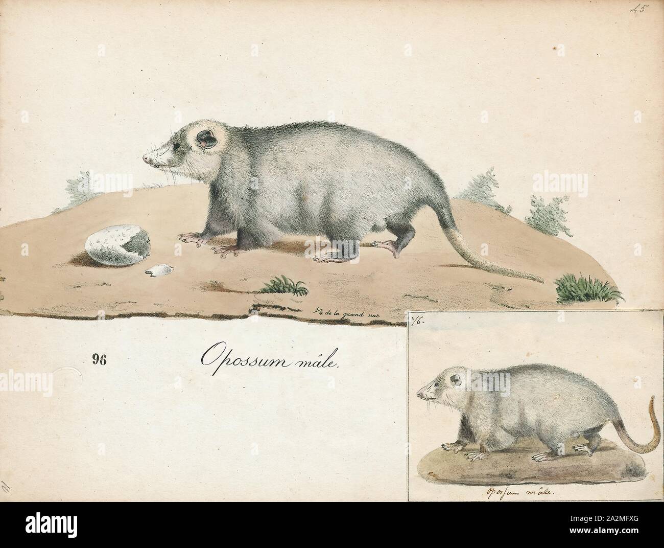 Order didelphimorphia hi-res stock photography and images - Alamy