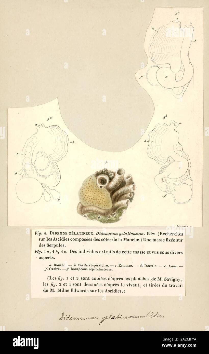 Didemnid species hi-res stock photography and images - Alamy