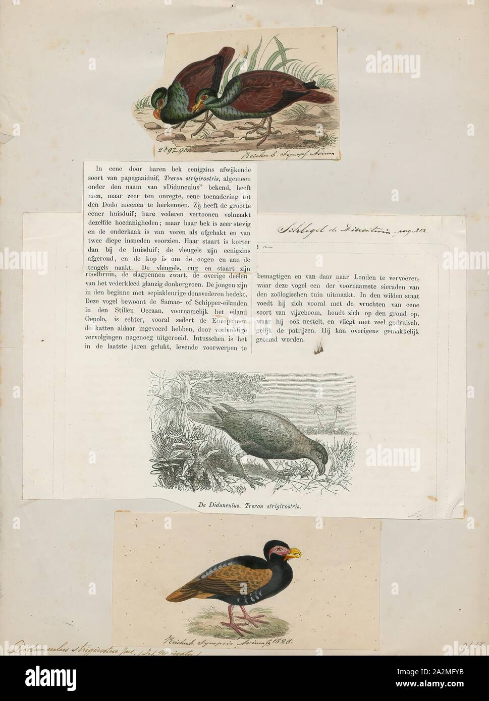 Manumea hi-res stock photography and images - Alamy