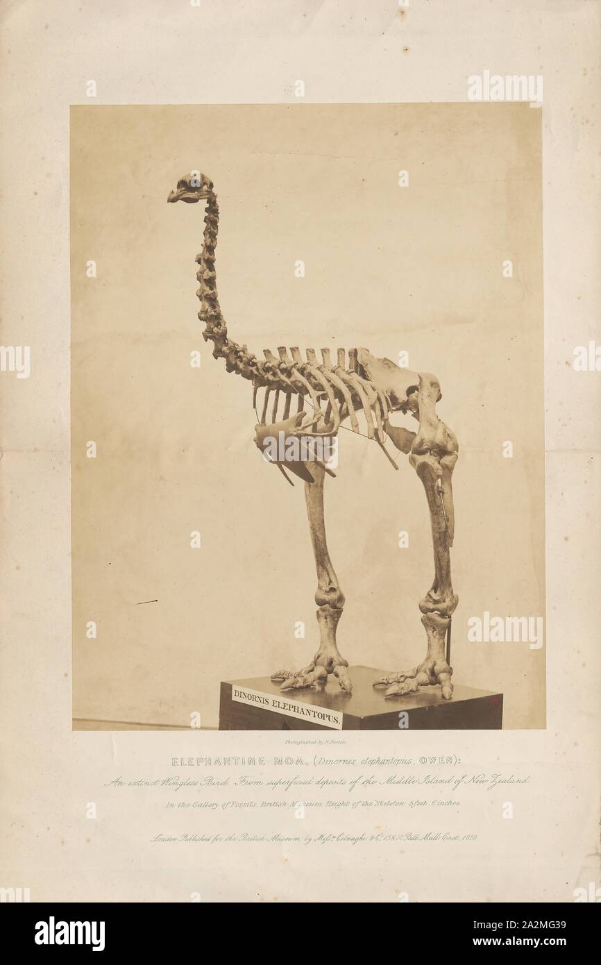 Dinornis giganteus, Print, The North Island giant moa (Dinornis ...