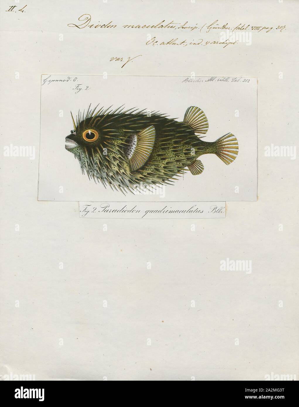 Diodon hi-res stock photography and images - Alamy