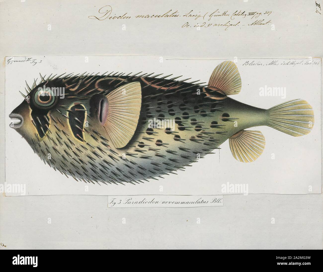 Diodon maculatus hi-res stock photography and images - Alamy