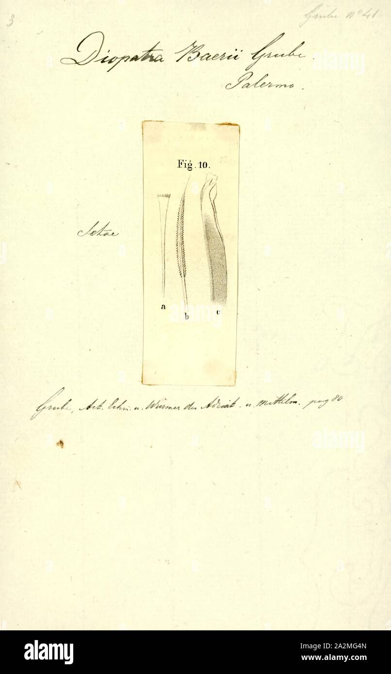Diopatra baerii, Print, Diopatra is a genus of polychaete worms in the ...