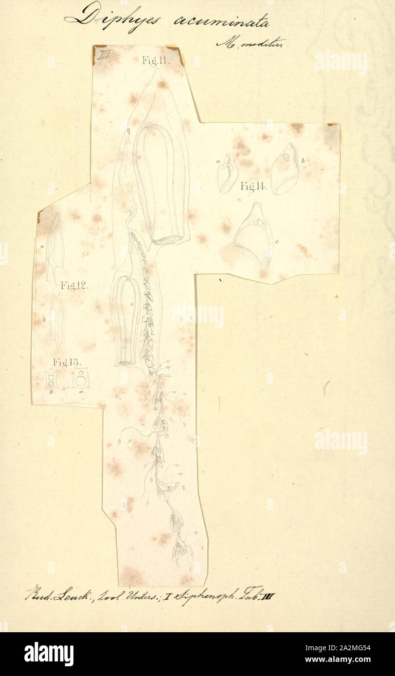 Diphyes hi-res stock photography and images - Alamy