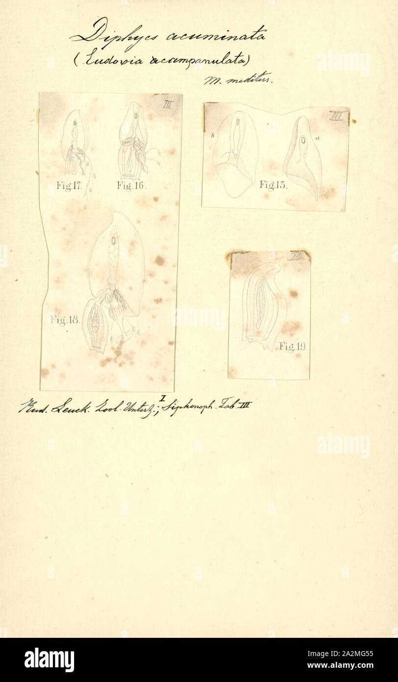 Diphyes acuminata hi-res stock photography and images - Alamy