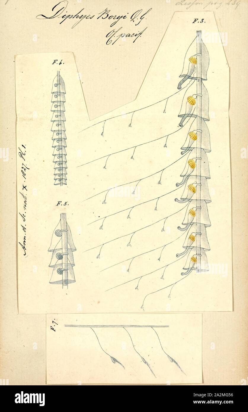 Diphyes hi-res stock photography and images - Alamy