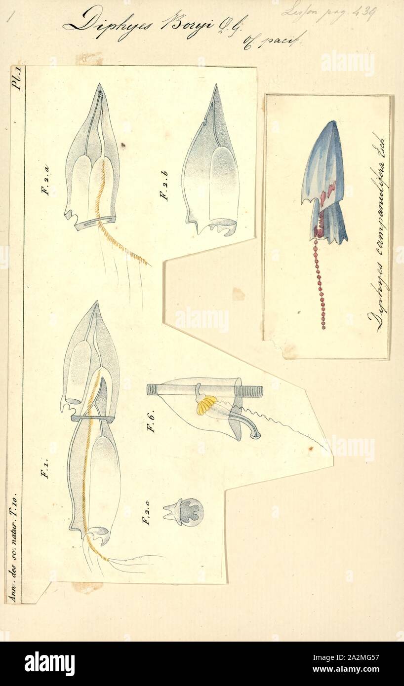 Diphyes hi-res stock photography and images - Alamy