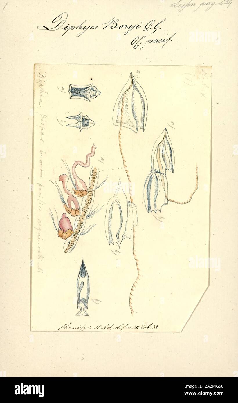 Diphyes hi-res stock photography and images - Alamy