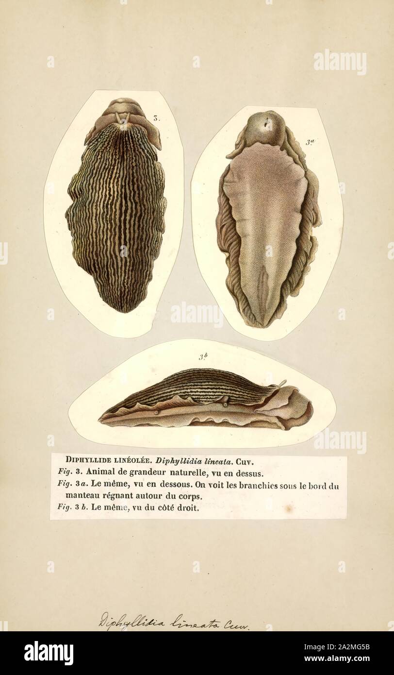 Diphyllidia lineata, Print Stock Photo - Alamy