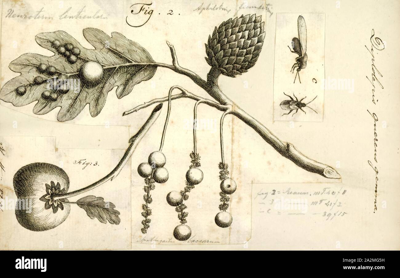 Diplolepis hi-res stock photography and images - Alamy