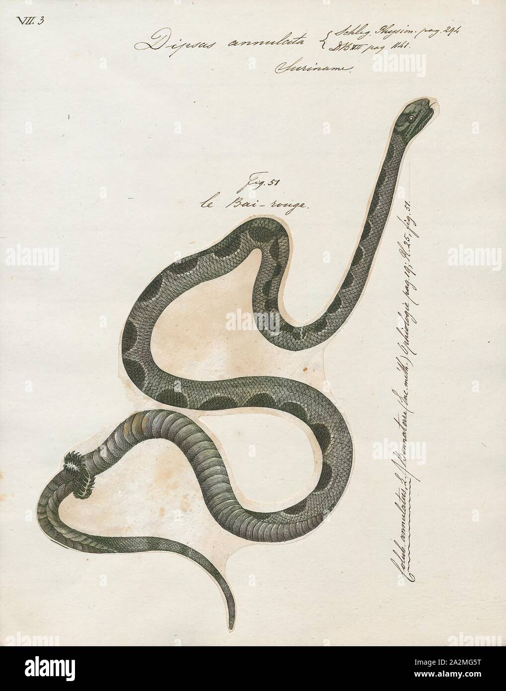 Nonvenomous new world snakes hi-res stock photography and images - Alamy