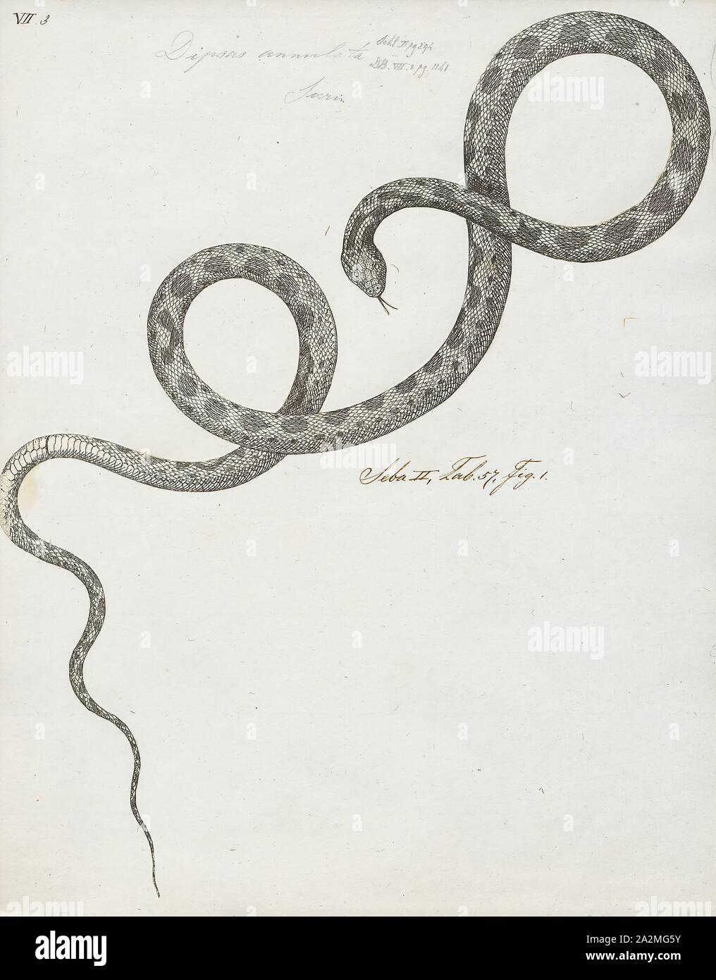 Dipsas annulata, Print, Dipsas is a genus of nonvenomous New World ...